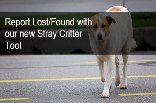 Who Will Pick Up Stray Dogs